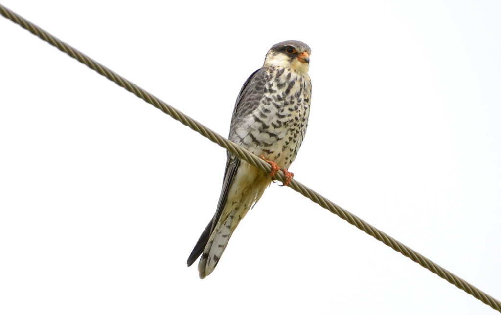 Amur Falcon (Falco amurensis) - Avian Discovery