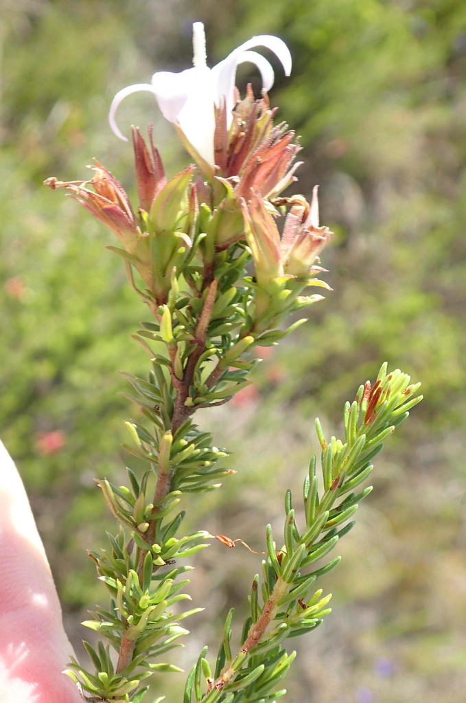 Roella spicata spicata from Herbertsdale Road R327 on February 26, 2016 ...