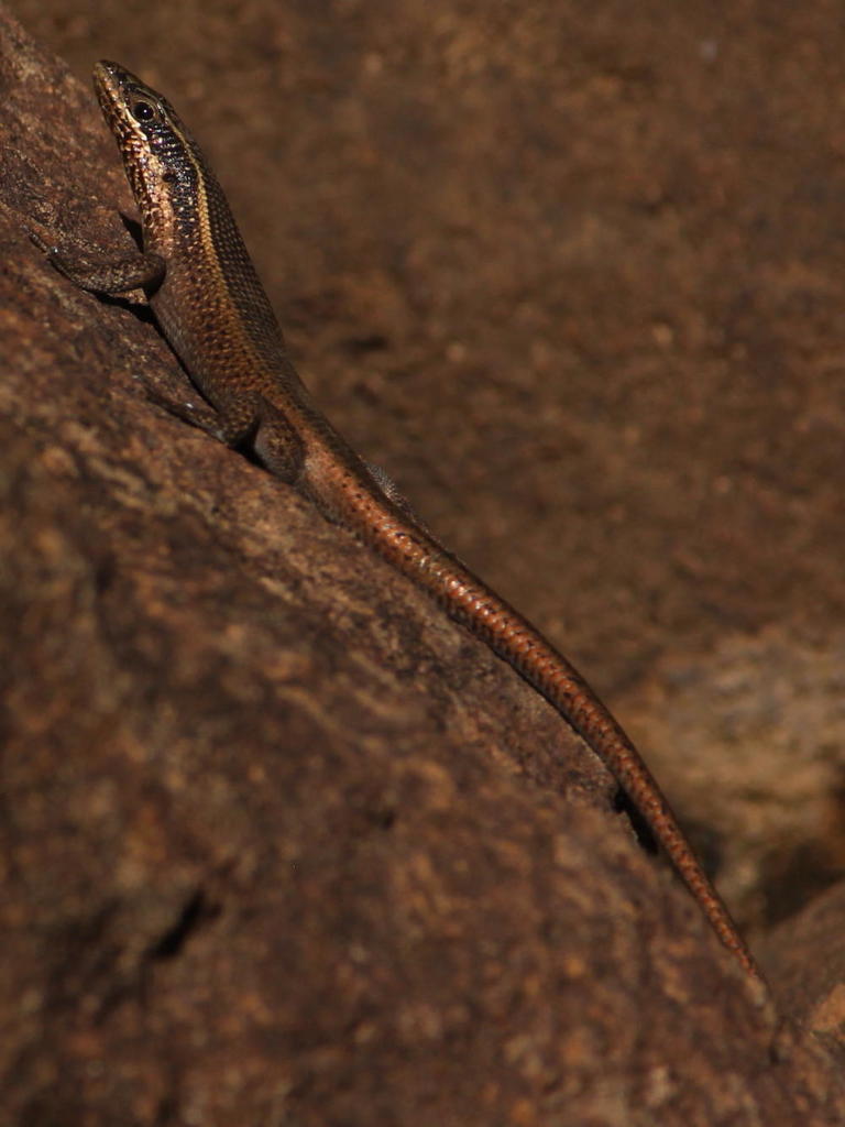 Speckled Rock Skink from Cedara on February 05, 2016 by Robert Taylor ...