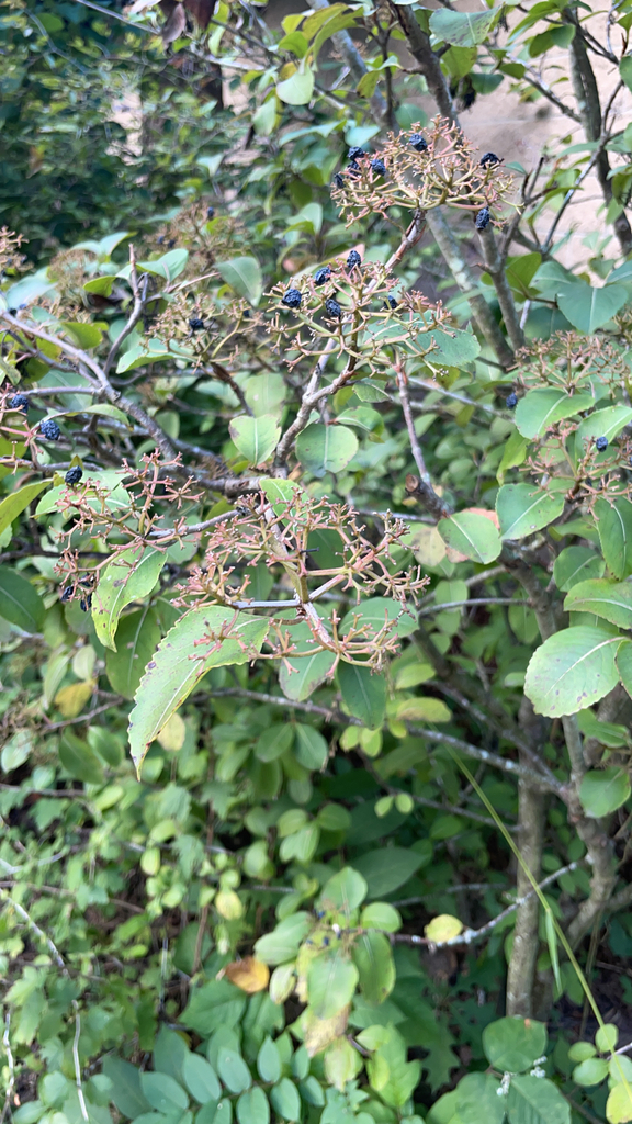 northern wild raisin from Birck Boilermaker Golf Complex, West ...