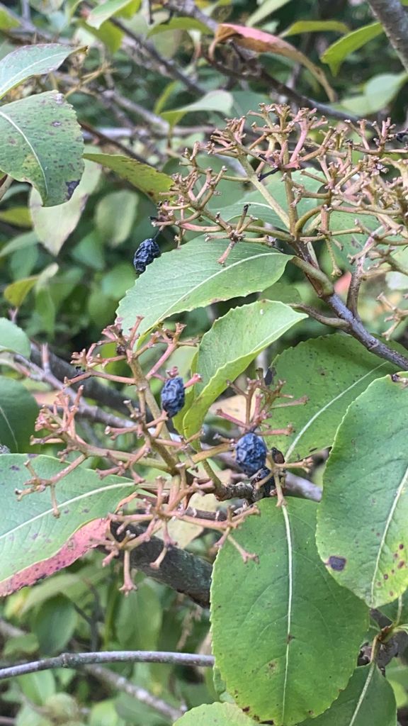 northern wild raisin from West Lafayette on September 18, 2021 at 05:34 ...