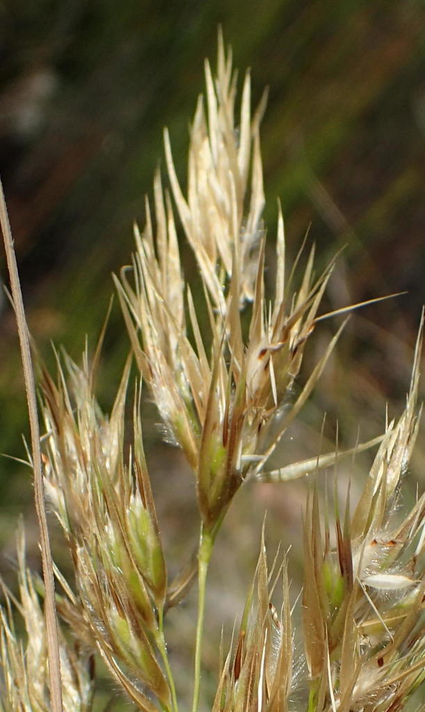 Cape Wire Grass from Rooiberg Pass on September 10, 2016 by Nicola van ...