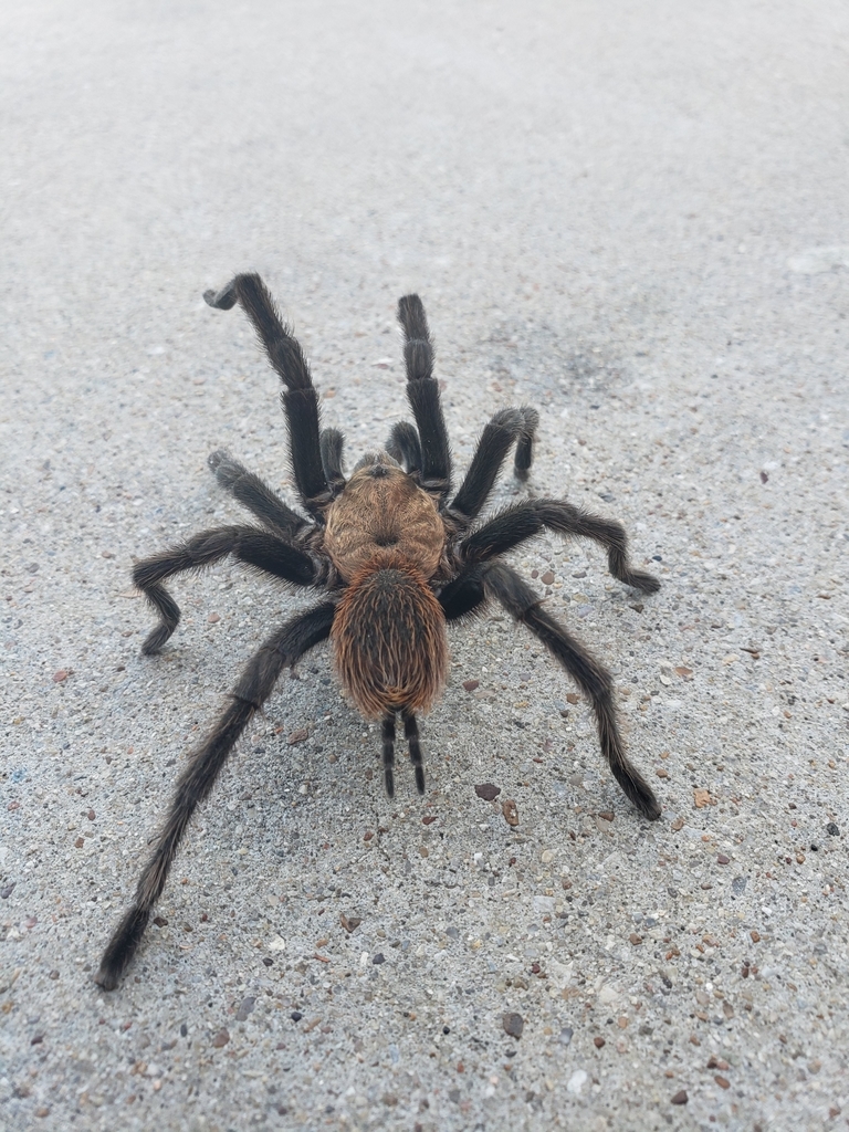 Texas Brown Tarantula from Fort Worth, TX 76105, USA on September 18 ...