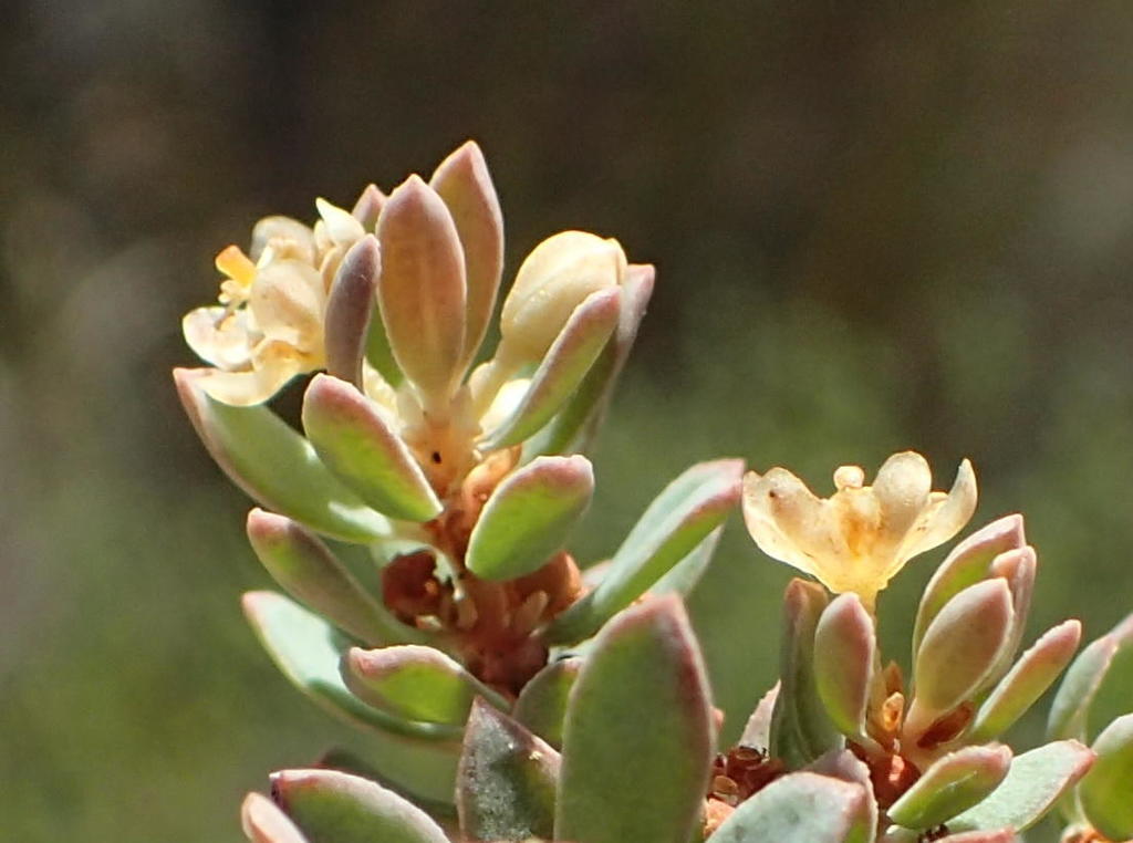 Cluts (Clutia) - Botanical Realm