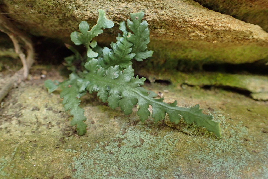lobed spleenwort in September 2021 by Kelly Watson · iNaturalist