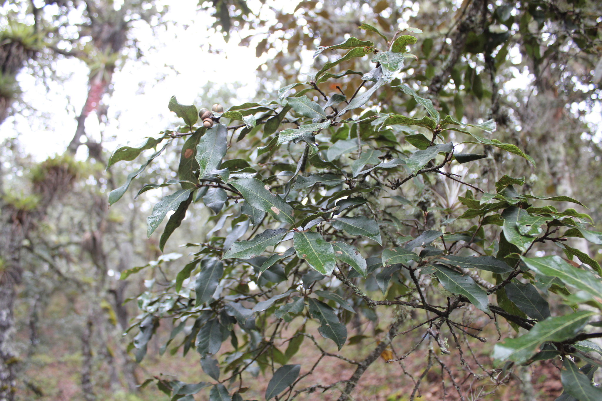 Quercus laurina Bonpl.