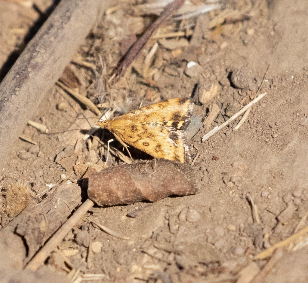 Mottled Pyrausta Moth from San Pedro Valley County Park, San Mateo ...