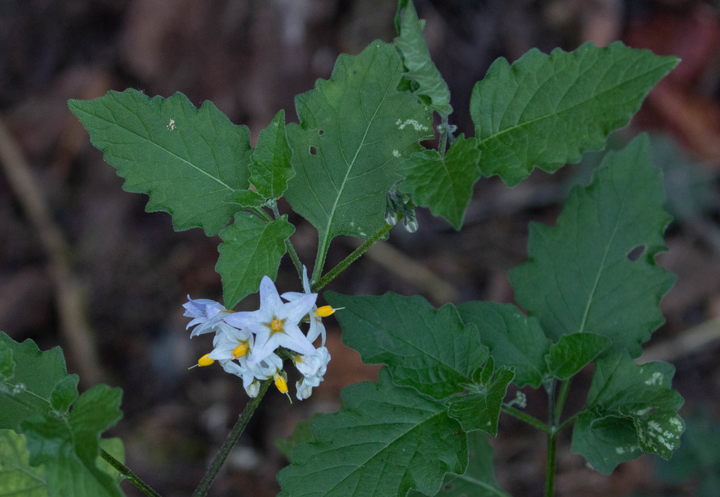 forked nightshade from San Pedro Valley County Park, San Mateo, Golden ...