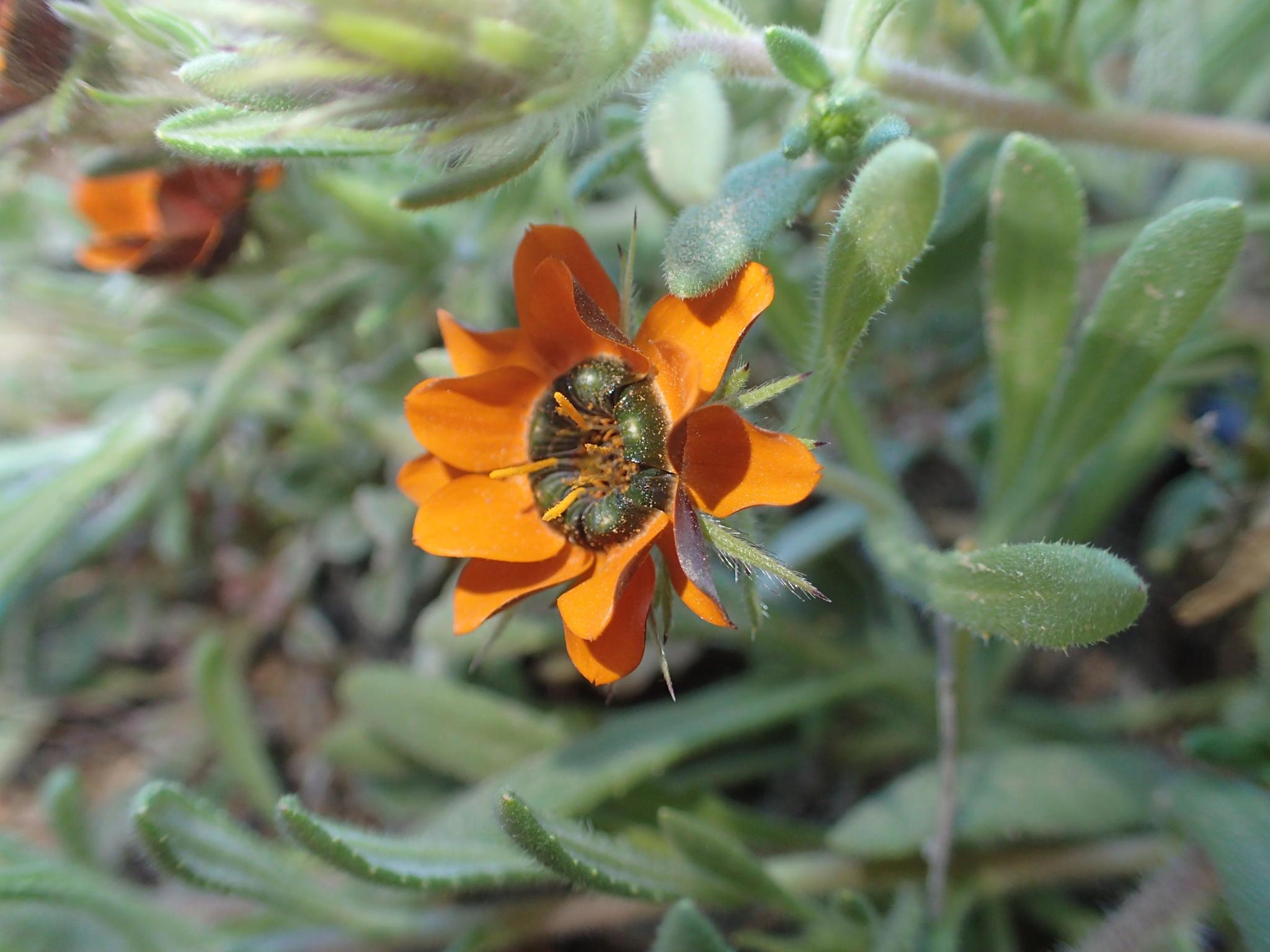 Gorteria diffusa subsp. calendulacea (DC.) Roessler