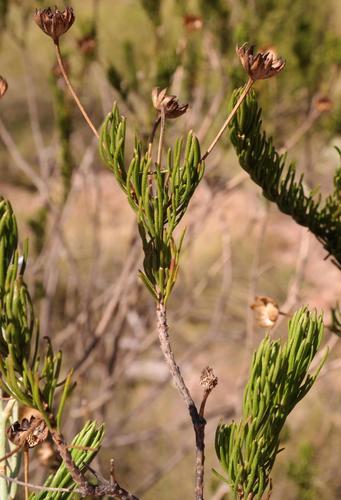 Euryops euryopoides · iNaturalist