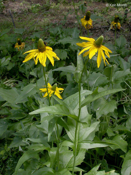 California Coneflower (SEKI: Vascular Plants- Family: Asteraceae ...