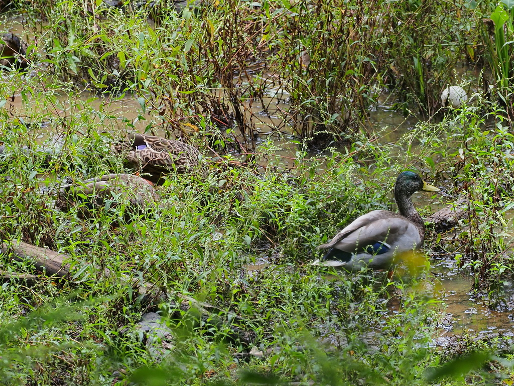 Mallard from Montgomery County, MD, USA on September 18, 2021 at 09:16 ...