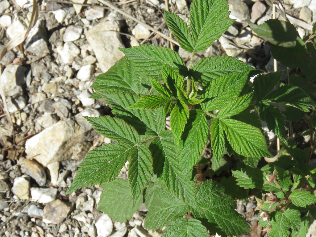 red raspberry from Thompson-Nicola, British Columbia, Canada on June 20 ...