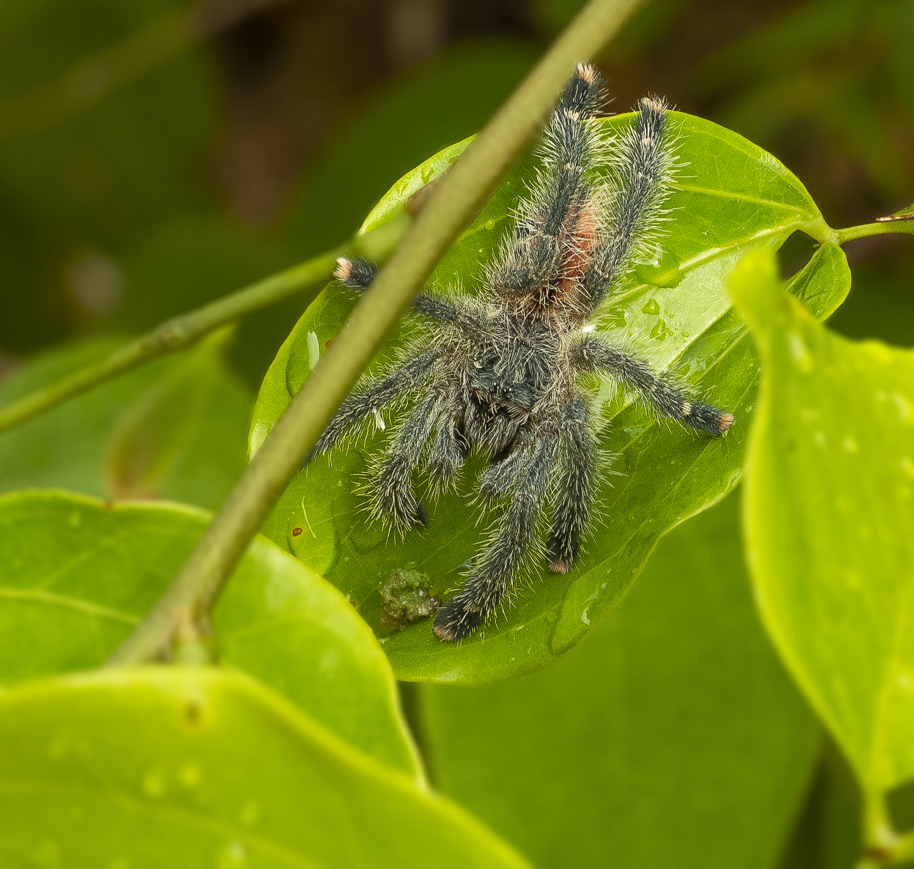Avicularia variegata F.O.Pickard-Cambridge, 1896