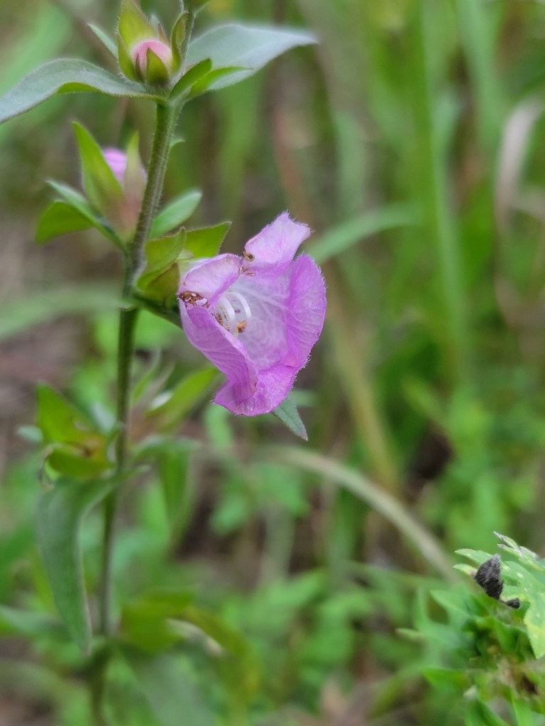 earleaf false foxglove in September 2021 by Elias · iNaturalist