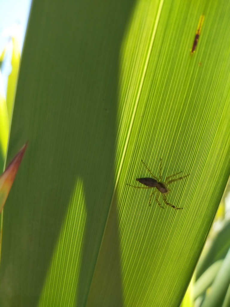 Helpis minitabunda from Awatoto, Napier, New Zealand on September 19 ...