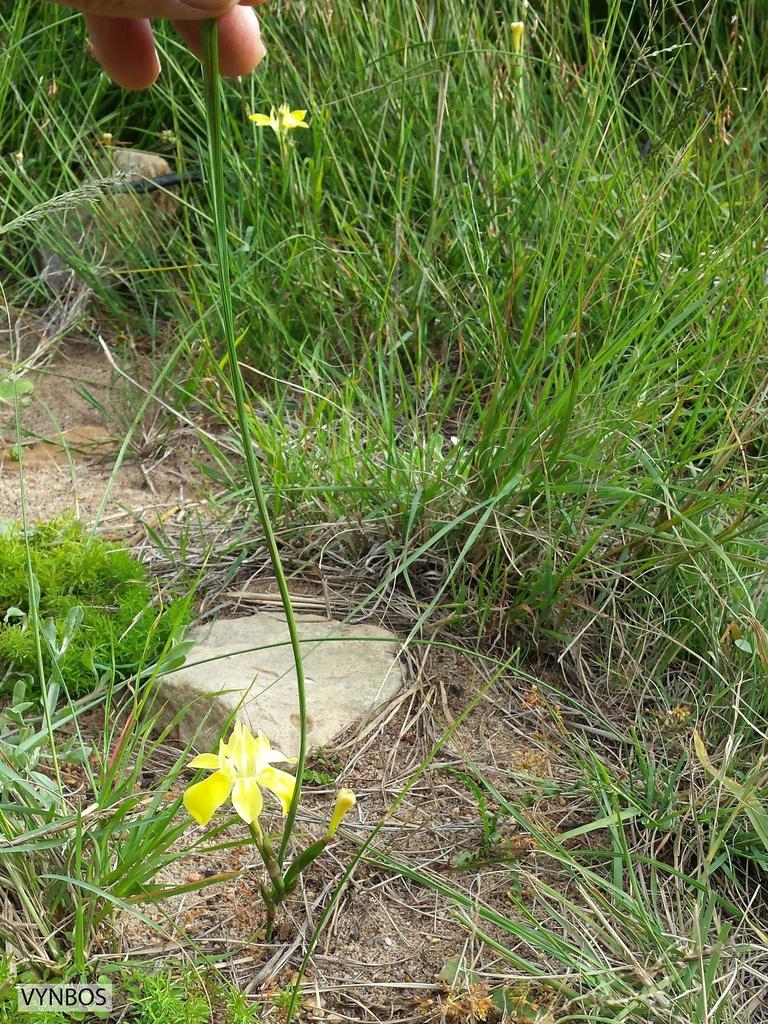 Sweet Tulp from Jonkershoek on September 22, 2016 by Chris Vynbos ...