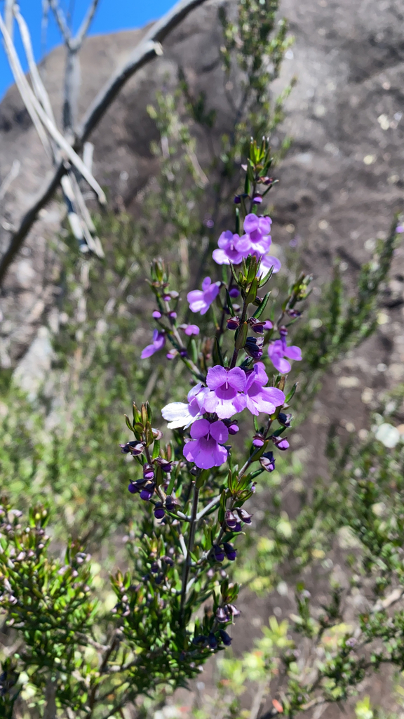 Coast Mint Bush from Glen Innes Severn, AU-NS, AU on September 19, 2021 ...