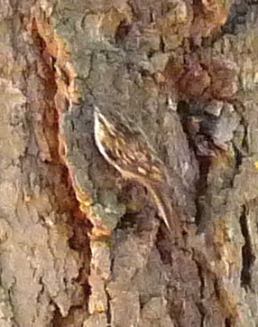 Brown Creeper from Giant Sequoia National Monument, California, USA on ...