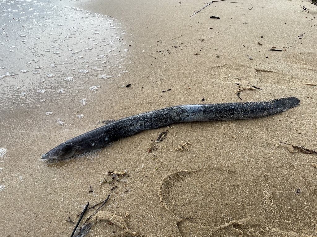 Short-finned Eel from Port Phillip Bay, VIC, AU on September 19, 2021 ...
