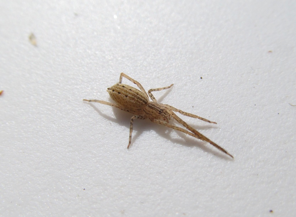 Poaka graminicola from Hall Road, Sawyers Bay, New Zealand on September ...