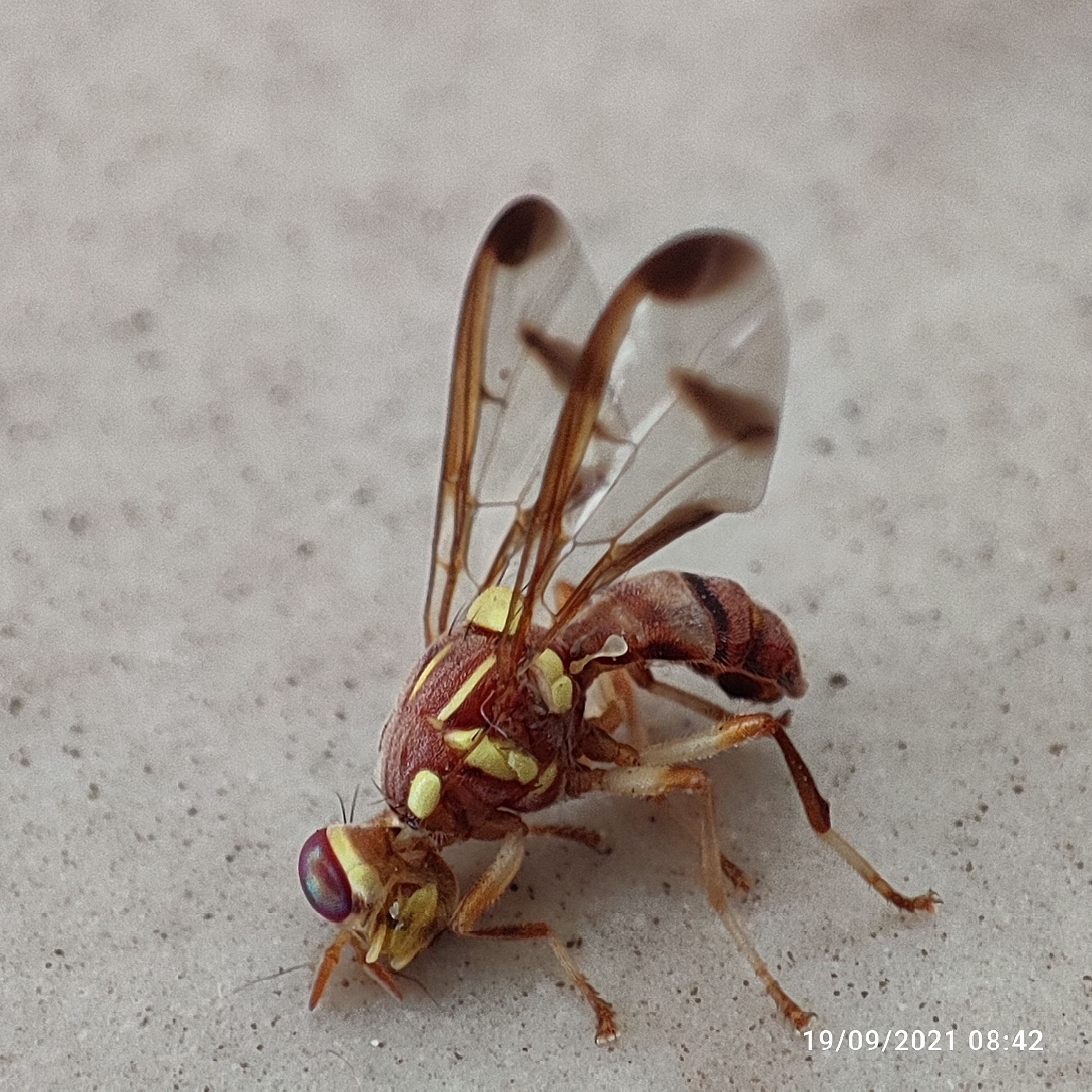 Bactrocera cucurbitae (Coquillett, 1899)