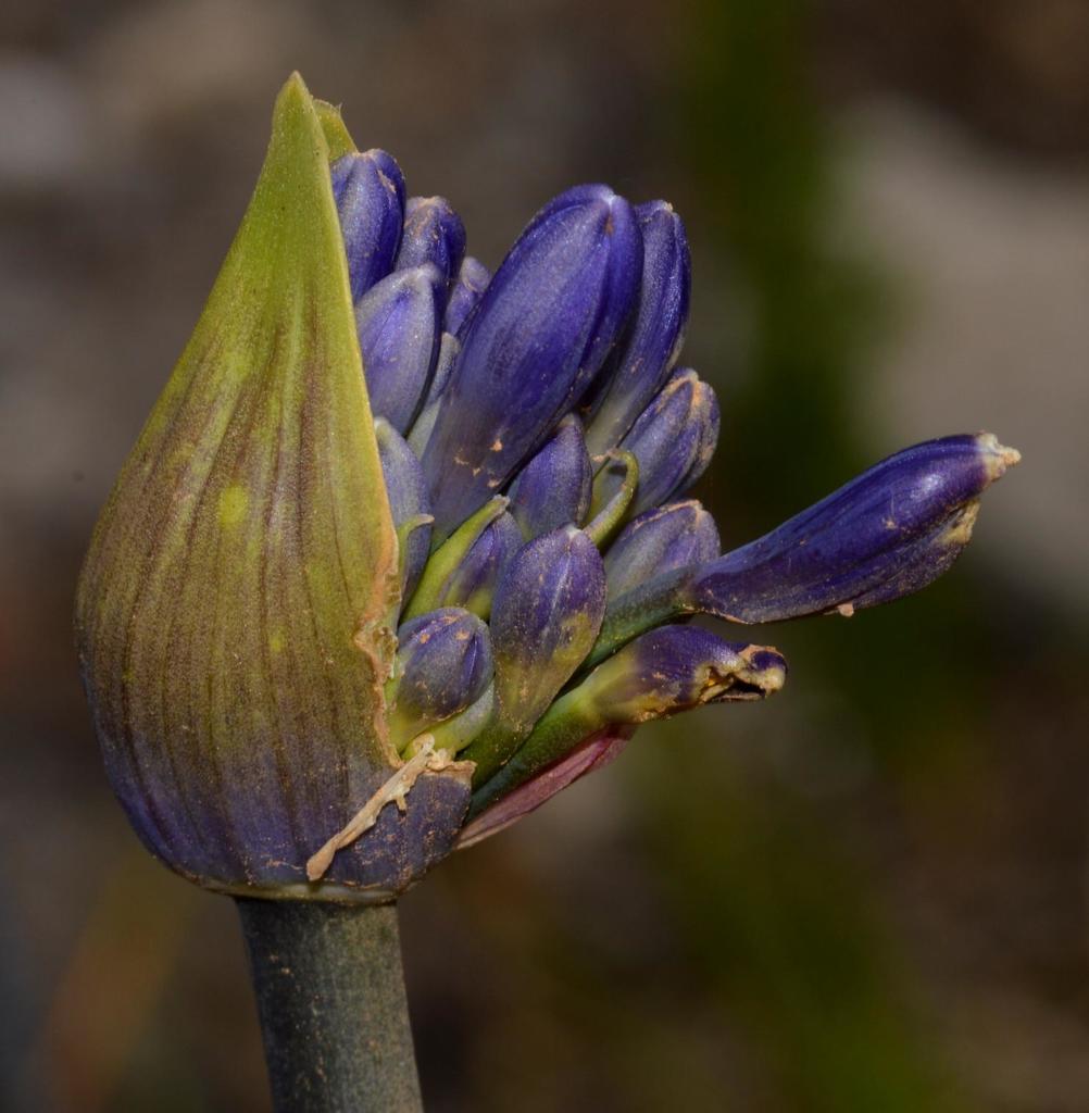 African lily (Cape Bulbs 1) · iNaturalist