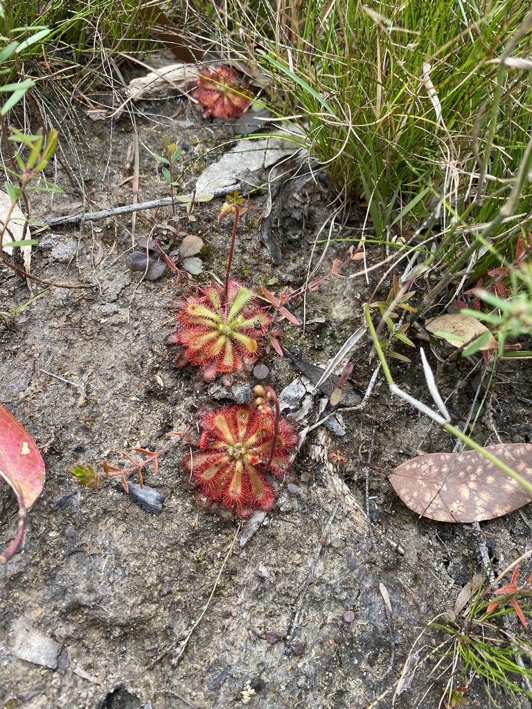 Rosy Sundew from Bilpin Springs Road, Bilpin, NSW, AU on September 18 ...
