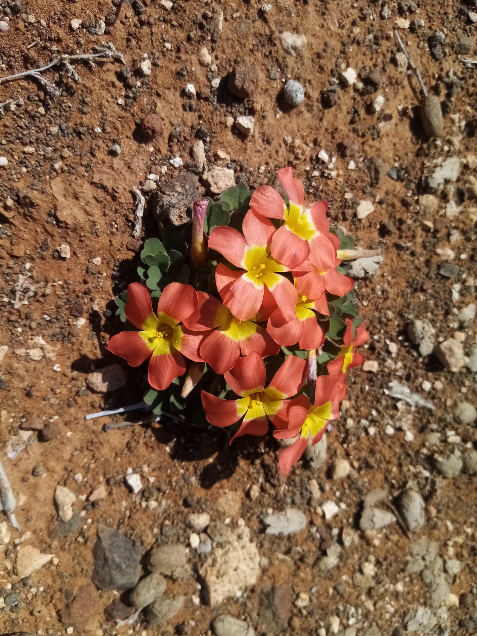Oxalis annae F.Bolus