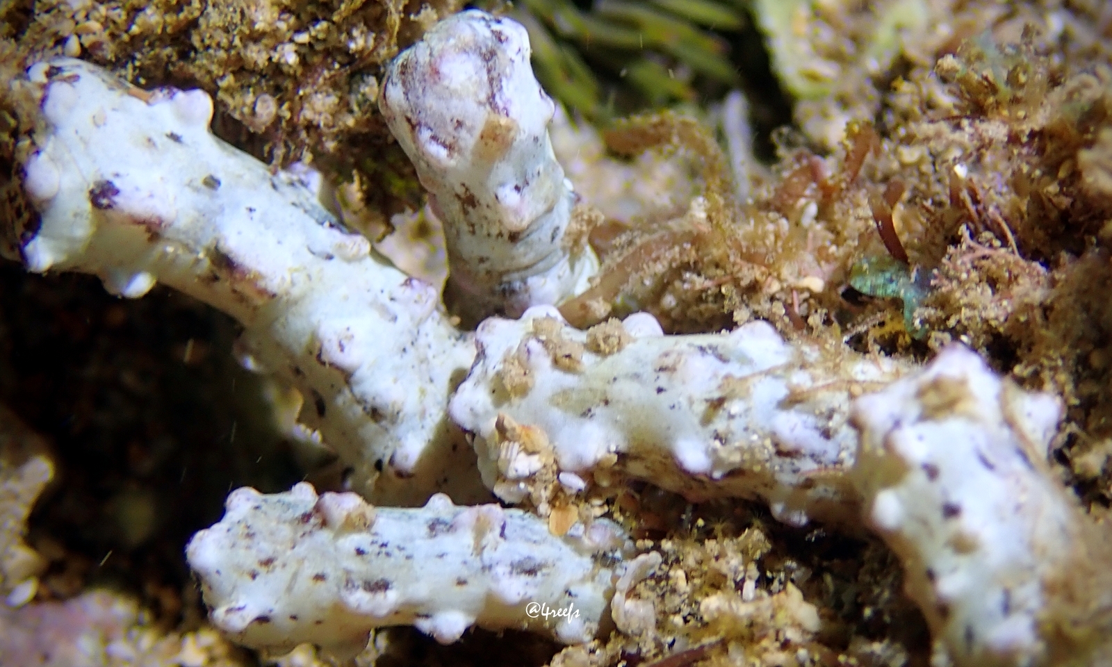 Isaurus tuberculatus Gray, 1828