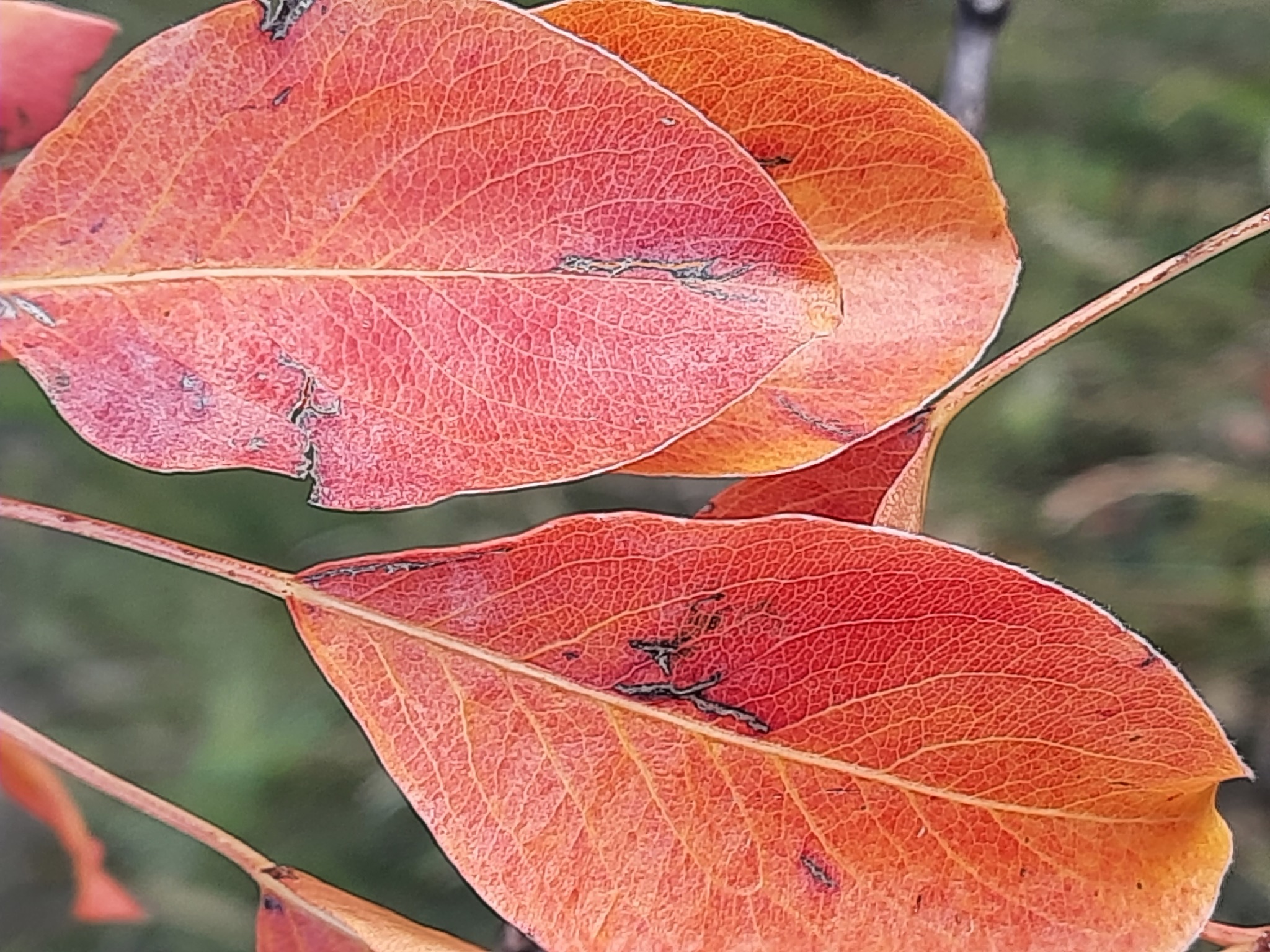 Pyrus communis subsp. caucasica (Fed.) Browicz