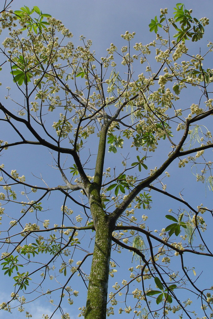 (Alstonia) - Botanical Realm