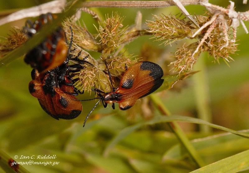 Lycus inornatus from Komani Estate on March 12, 2016 by i_c_riddell ...