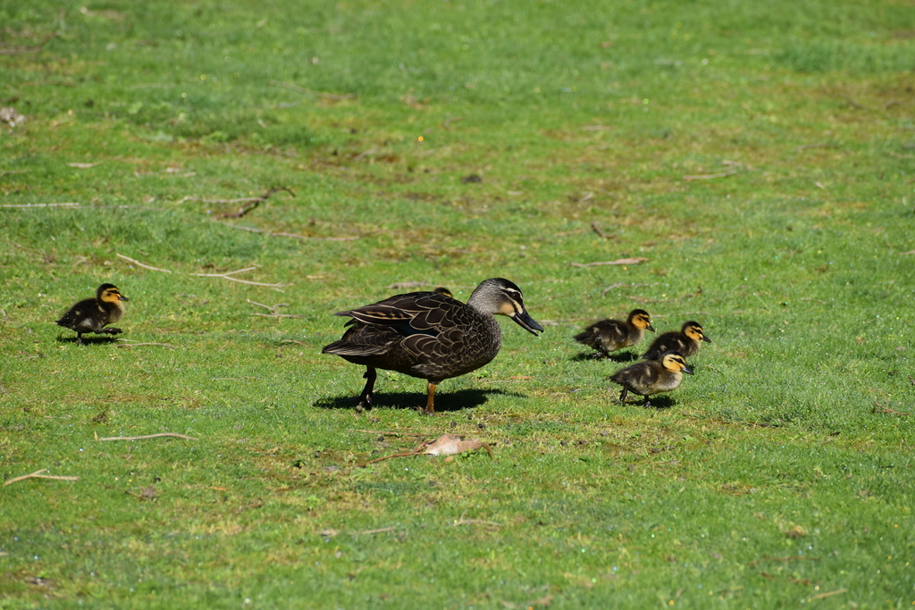 Pacific Black Duck in September 2021 by Paula Rivera · iNaturalist