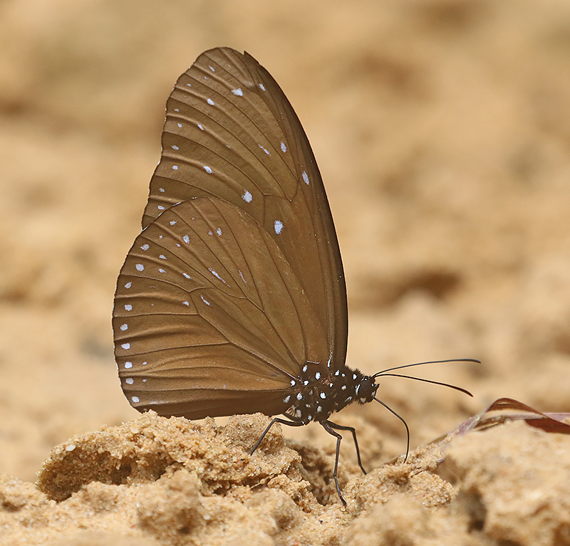 Striped Blue Crow Butterfly from Tha Yaek, Mueang Sa Kaeo District, Sa ...