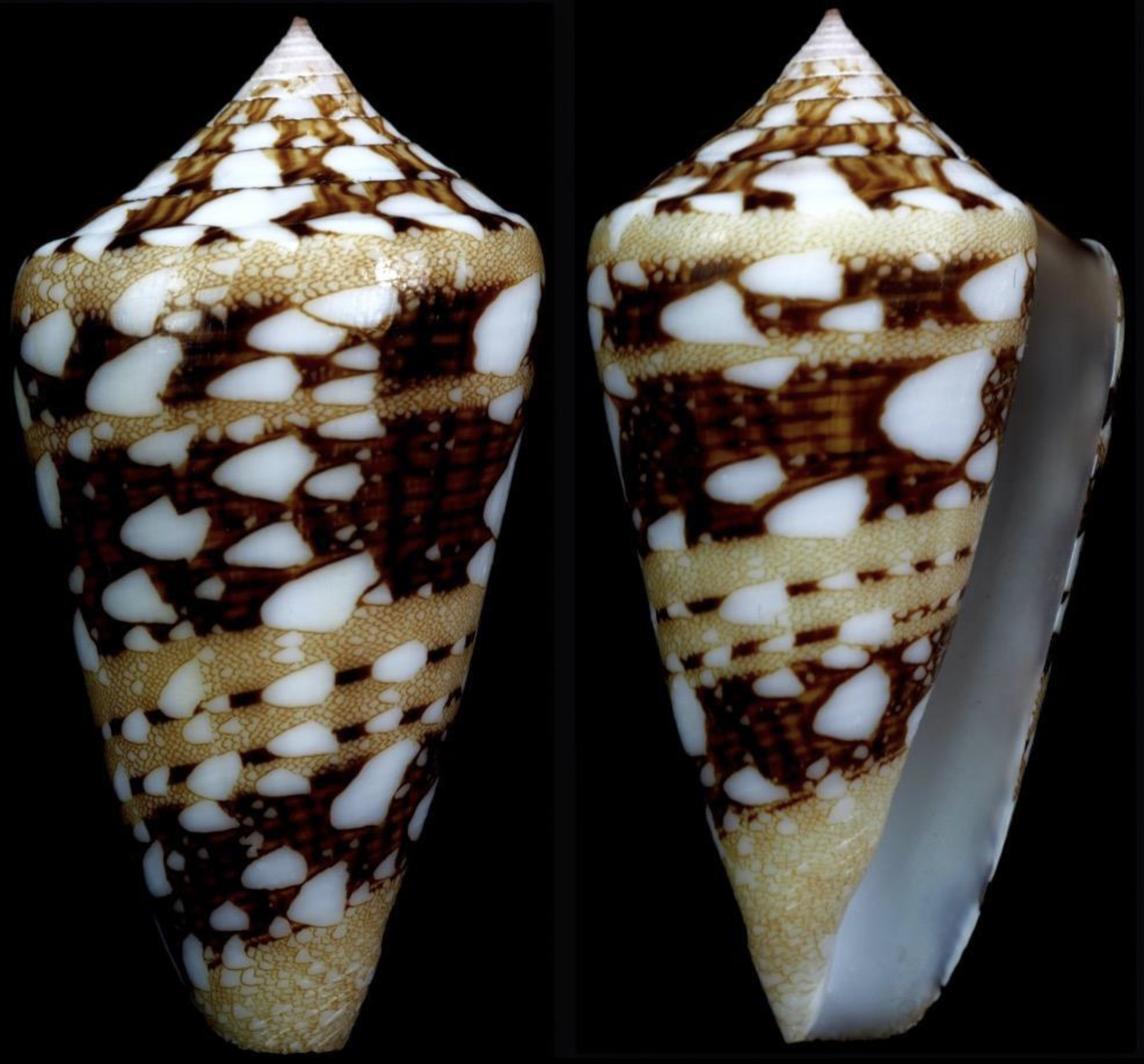 Conus ammiralis Linnaeus, 1758