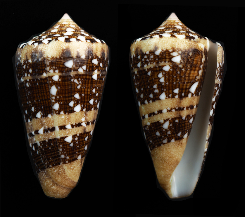 Conus ammiralis Linnaeus, 1758