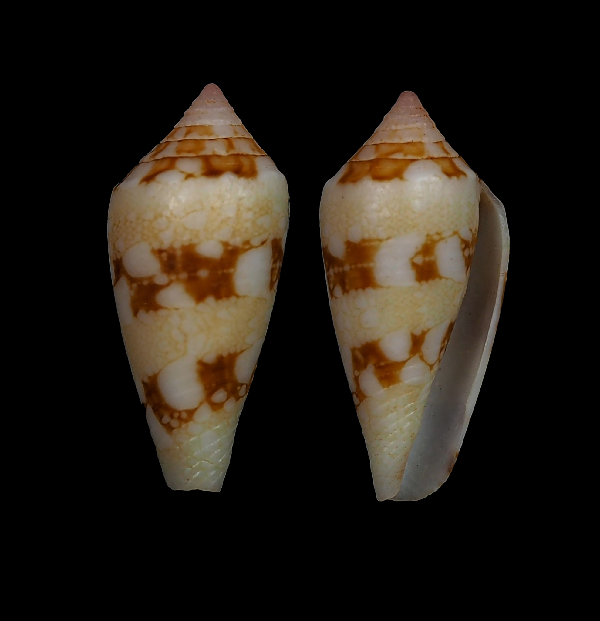 Conus ammiralis Linnaeus, 1758