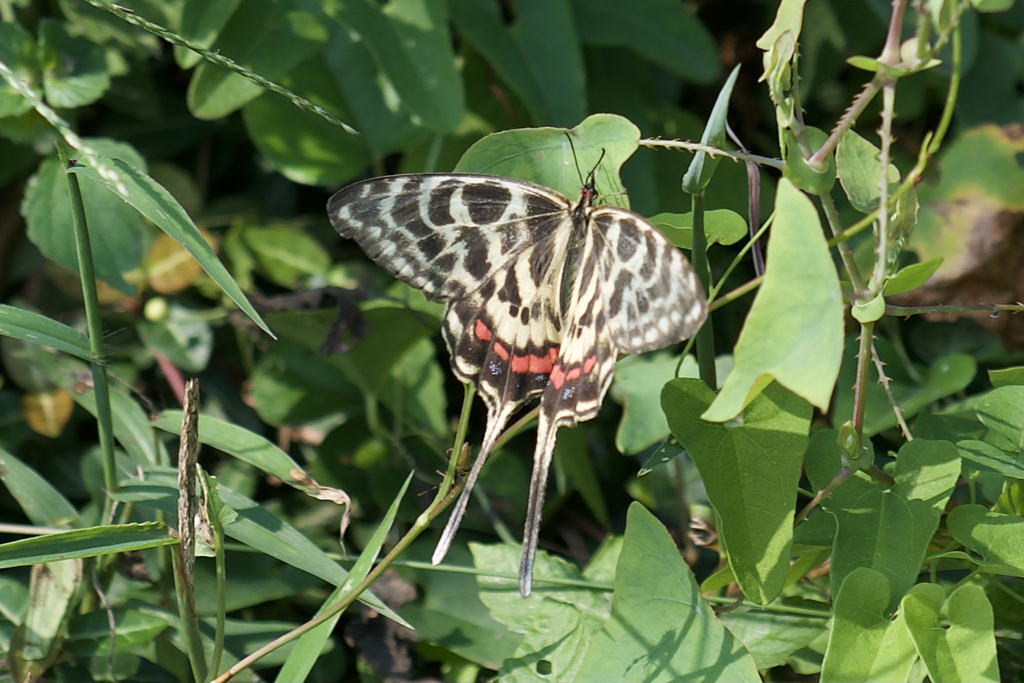 Dragon Swallowtail from 中国江苏省苏州市吴中区 on September 19, 2021 at 10:03 AM ...