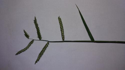 Bushveld Signal Grass (Urochloa mosambicensis) · iNaturalist