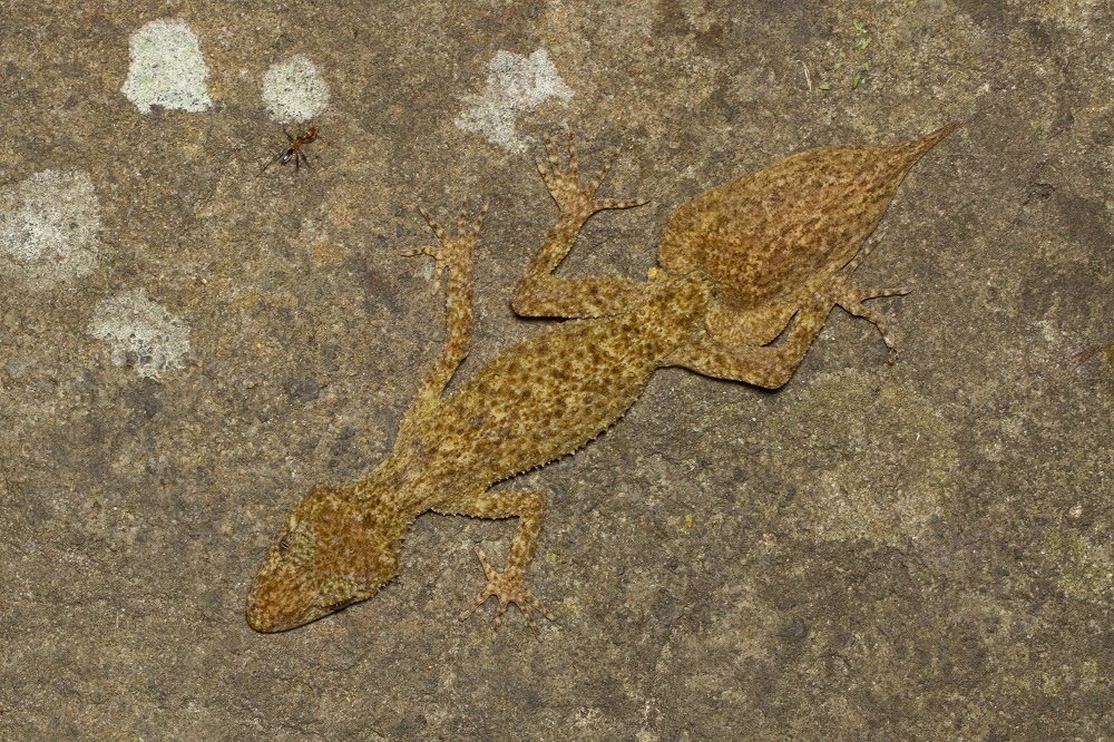 Broad-tailed Gecko from Mount Keira, NSW on October 2, 2015 at 08:35 PM ...