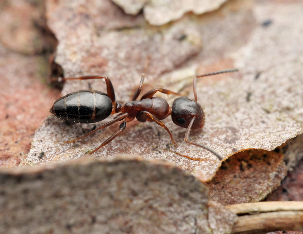 Colobopsis truncata from Darmstadt, Deutschland on September 19, 2021 ...