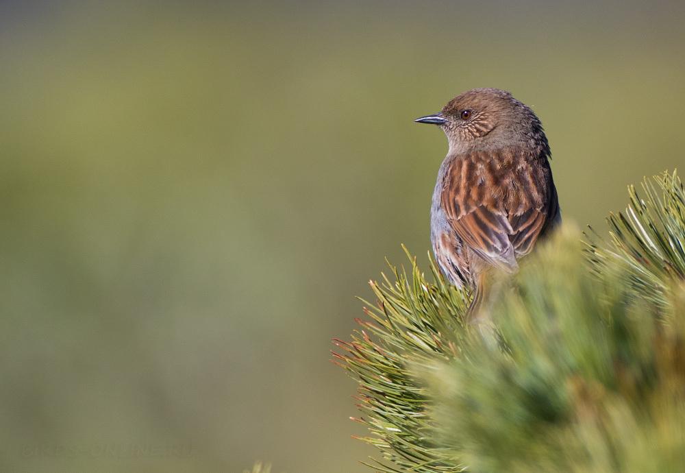 Japanese Accentor (Prunella rubida) - Avian Discovery
