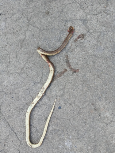 (Paraphimophis) - Snakes and Lizards