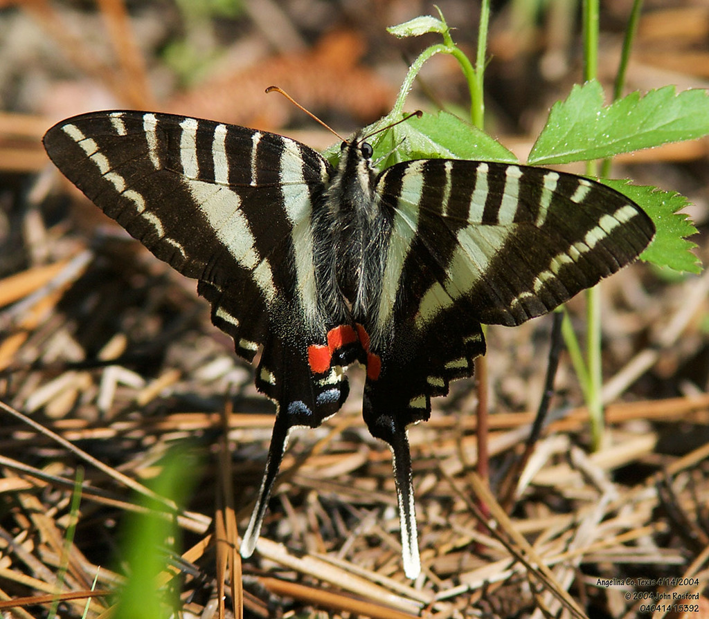 Zebra Swallowtail from Jasper County, TX, USA on April 14, 2004 at 09: ...