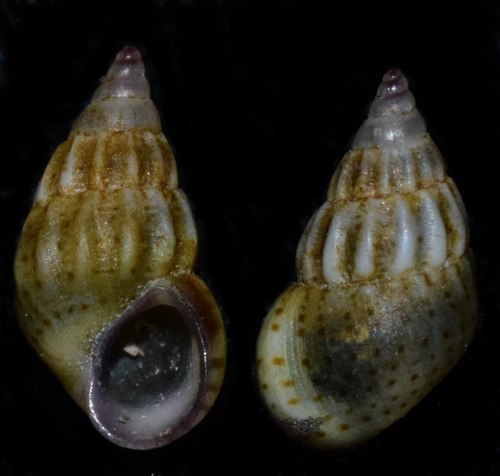 Rissoa splendida · iNaturalist