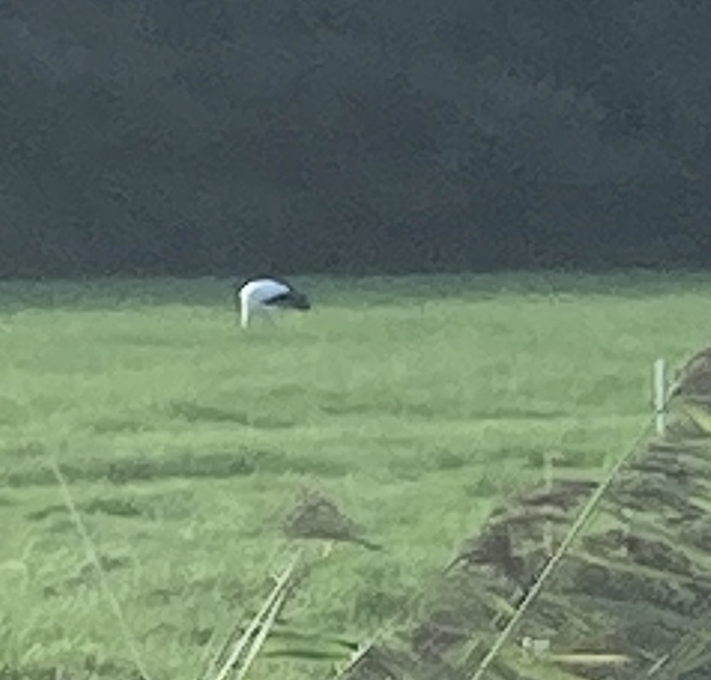 White Stork from Groningen, Groningen, NL on September 19, 2021 at 10: ...