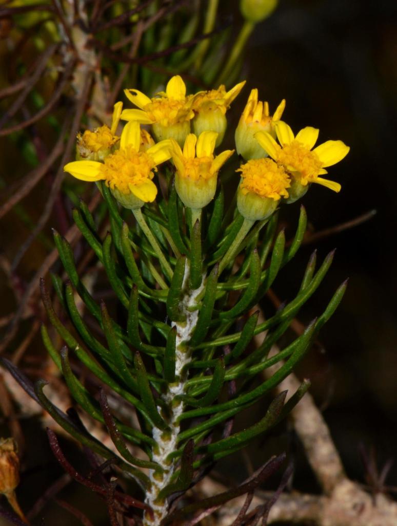 Lineleaf True-Eye (Plants of the Tygerberg Nature Reserve) · iNaturalist