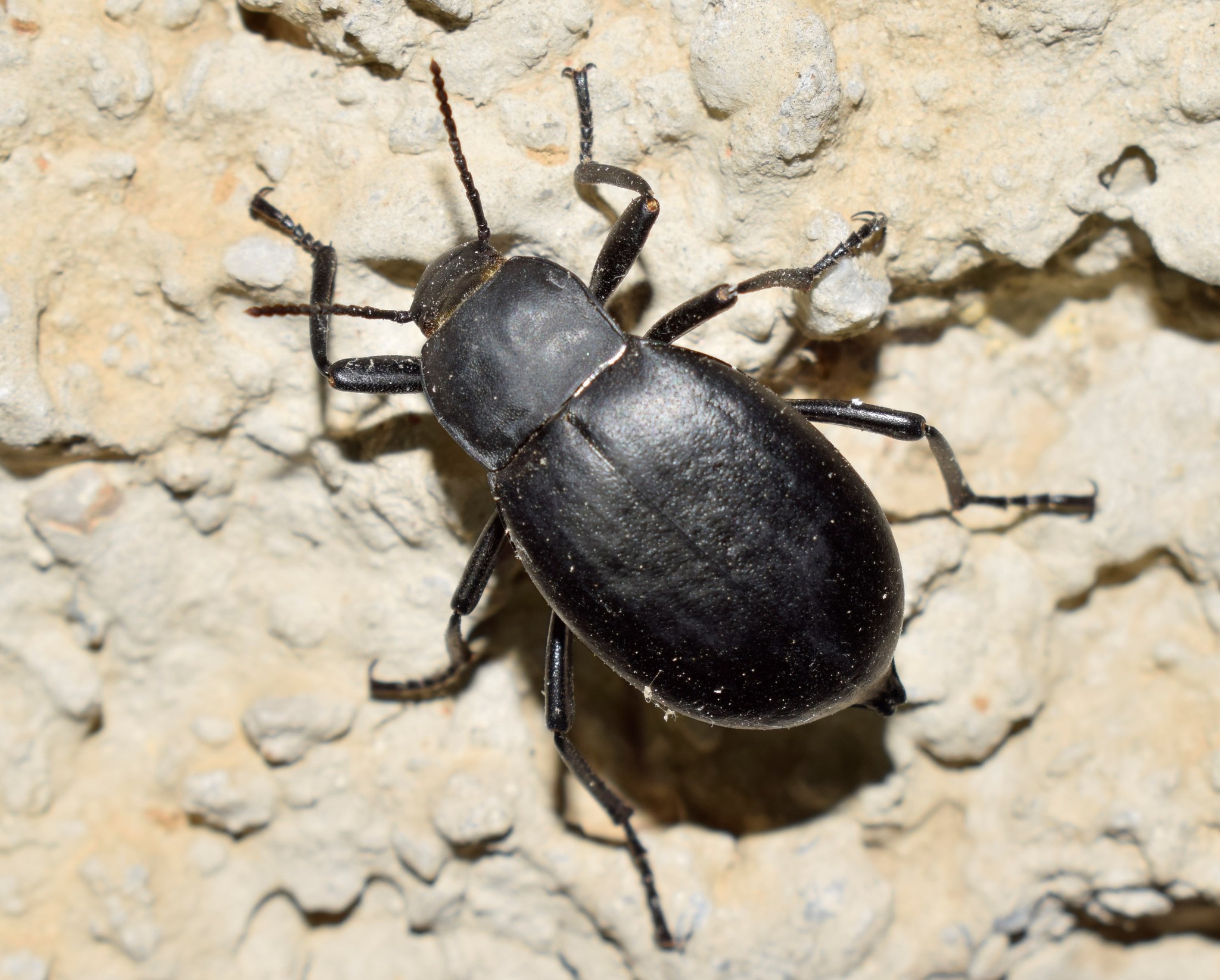 Blaps mucronata Latreille, 1804