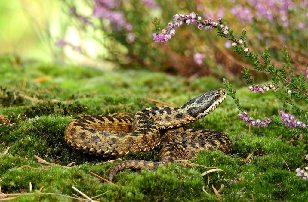 Adder (Reptiles of Romania) · iNaturalist